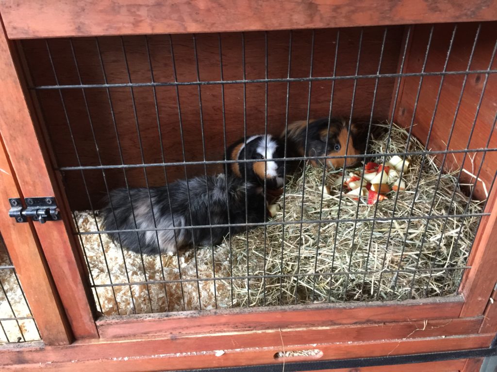 Guinea Pig Hotel Gallery - Guinea Pig Hotel