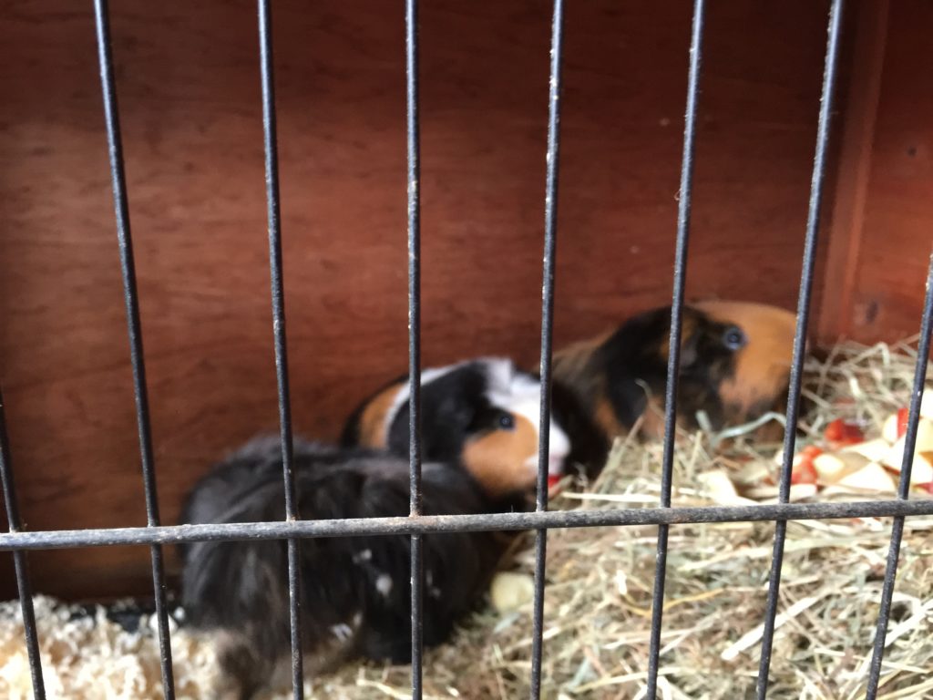 Guinea Pig Hotel Gallery - Guinea Pig Hotel