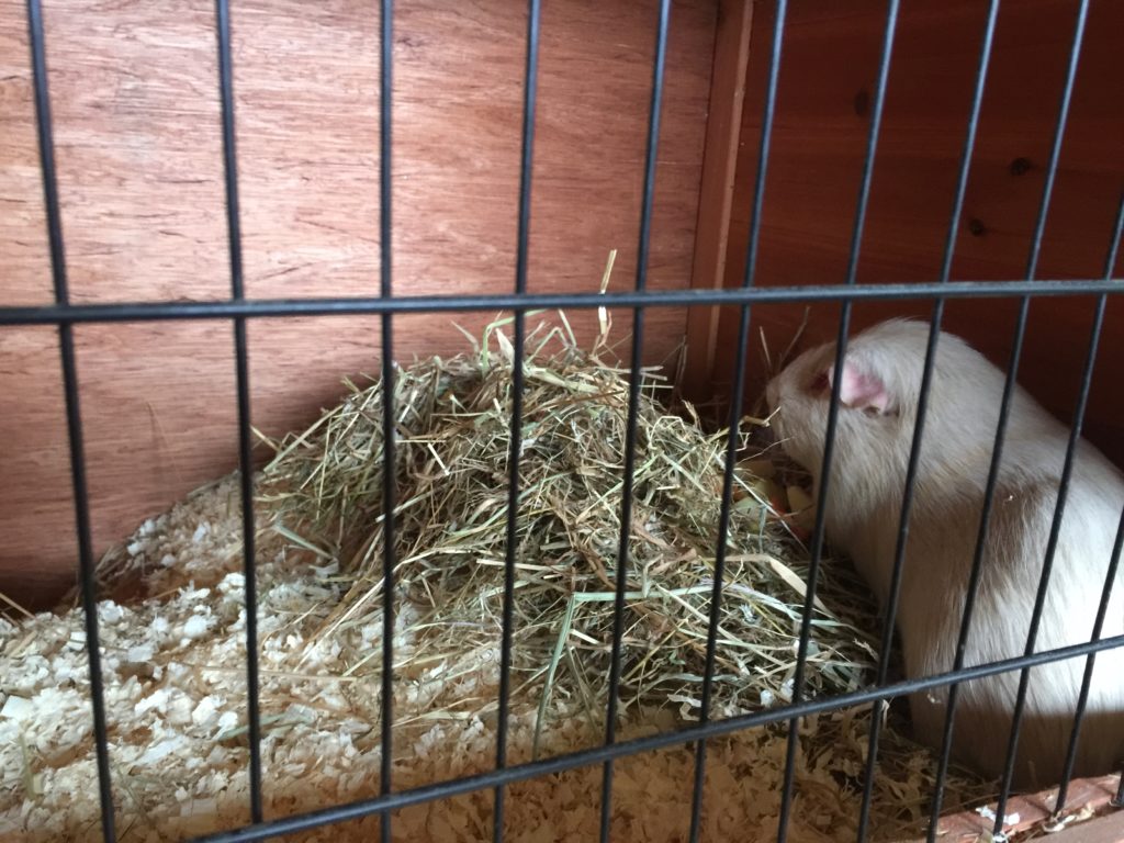 Guinea Pig Hotel Gallery - Guinea Pig Hotel