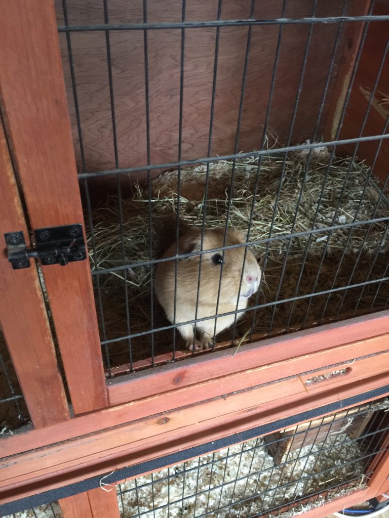 Guinea Pig Hotel Gallery - Guinea Pig Hotel