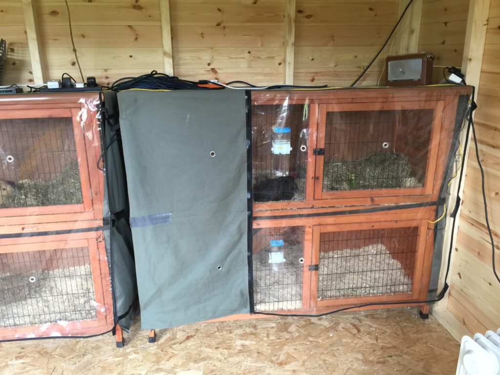 Guinea Pig Hotel Accommodation - Guinea Pig Hotel
