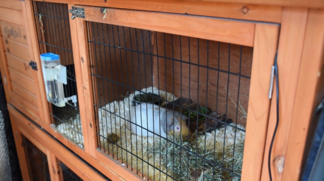 In Loving Memory - Guinea Pig Hotel